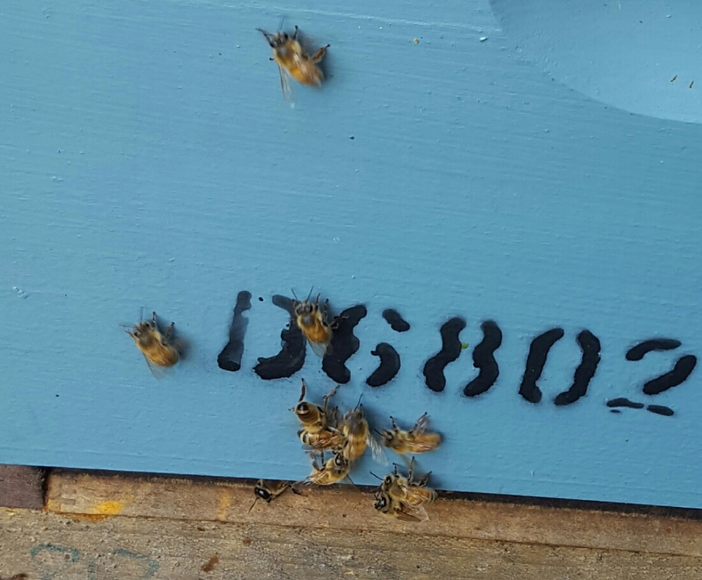 Quiltingorchardist: 1000s of Little workers.