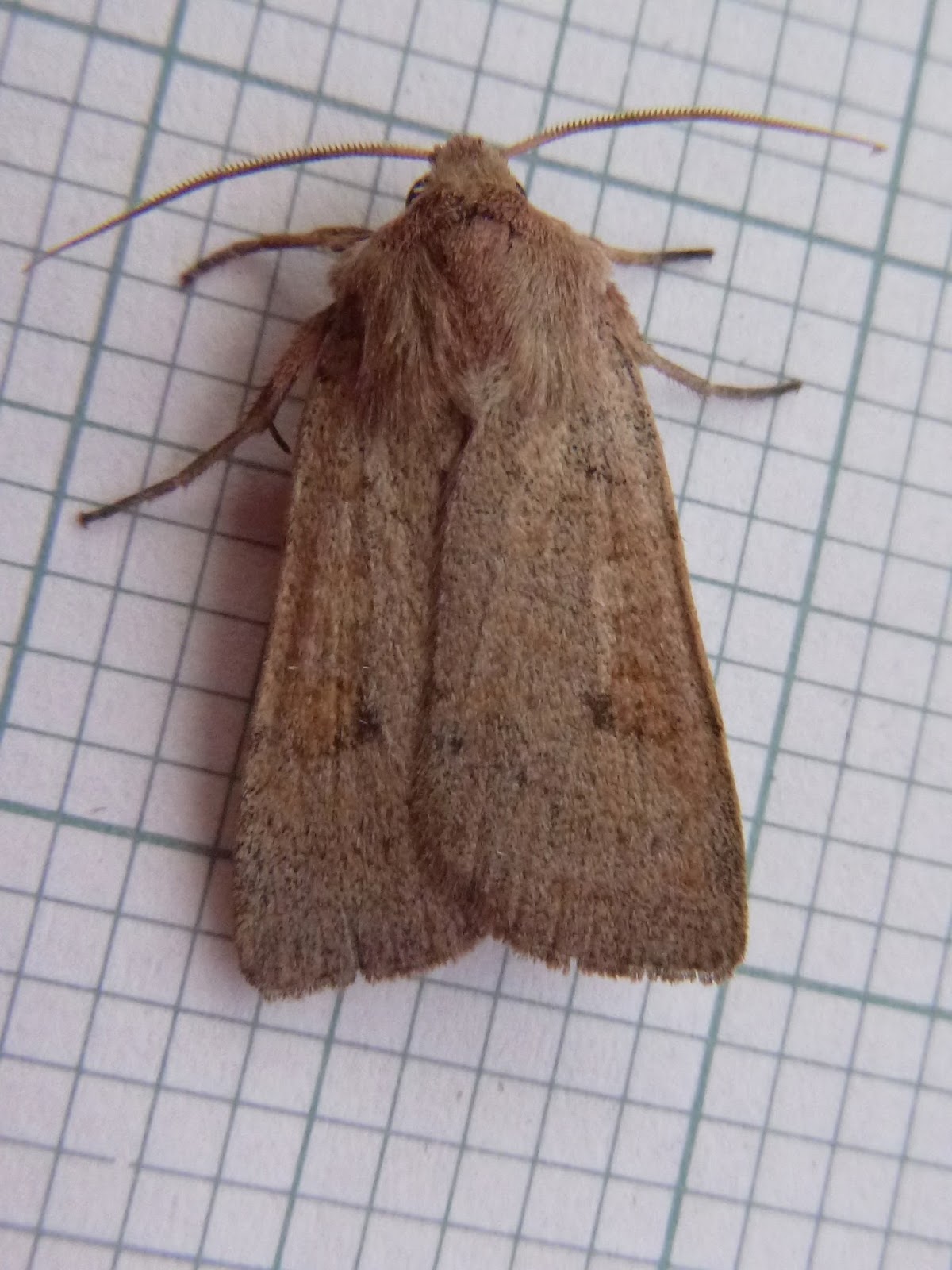 Ceredigion Moths: Cwmystwyth moths