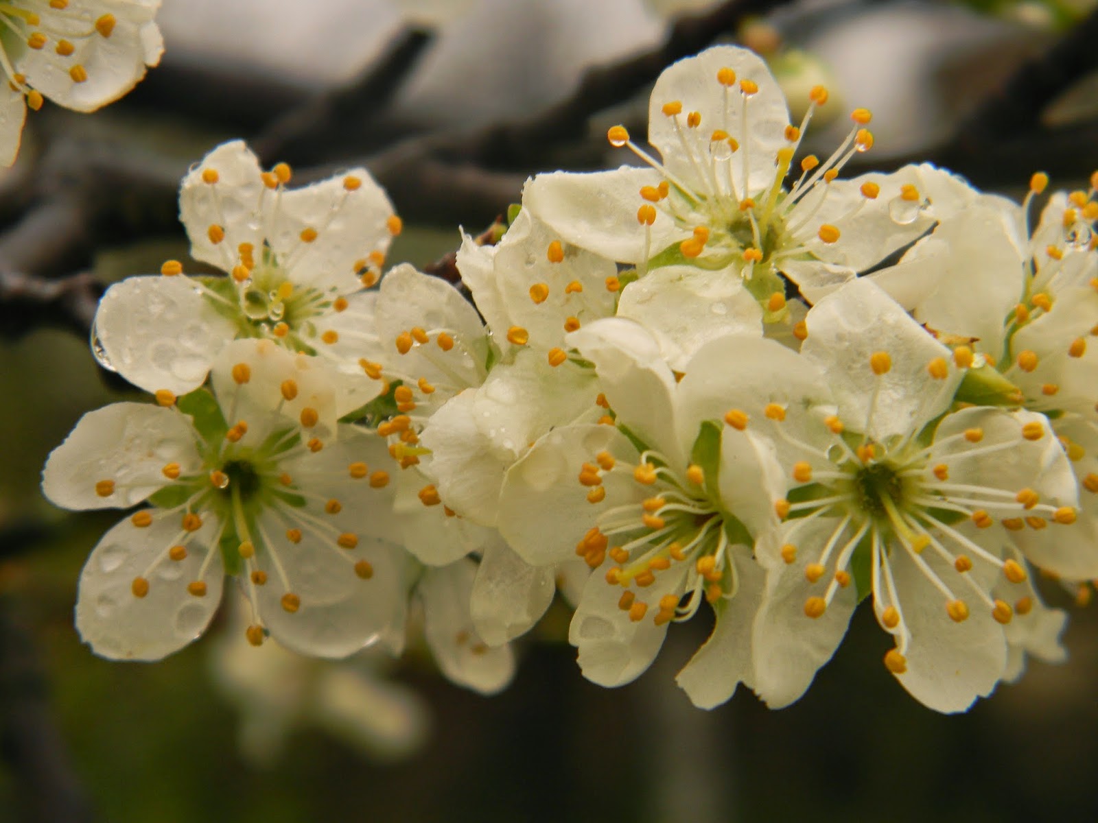 Jurnal de mini-gradinar: Un copac cu flori...