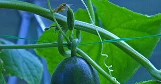 Fahamu Kilimo Cha Matango (Cucumber)