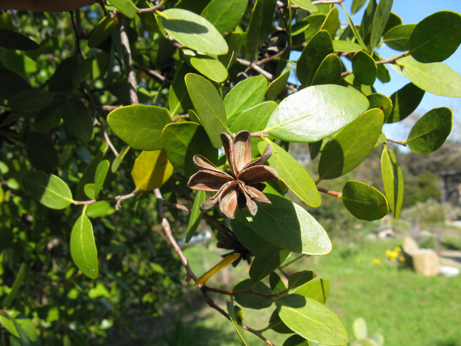 Trees of Santa Cruz County: Quillaja saponaria - Soapbark Tree