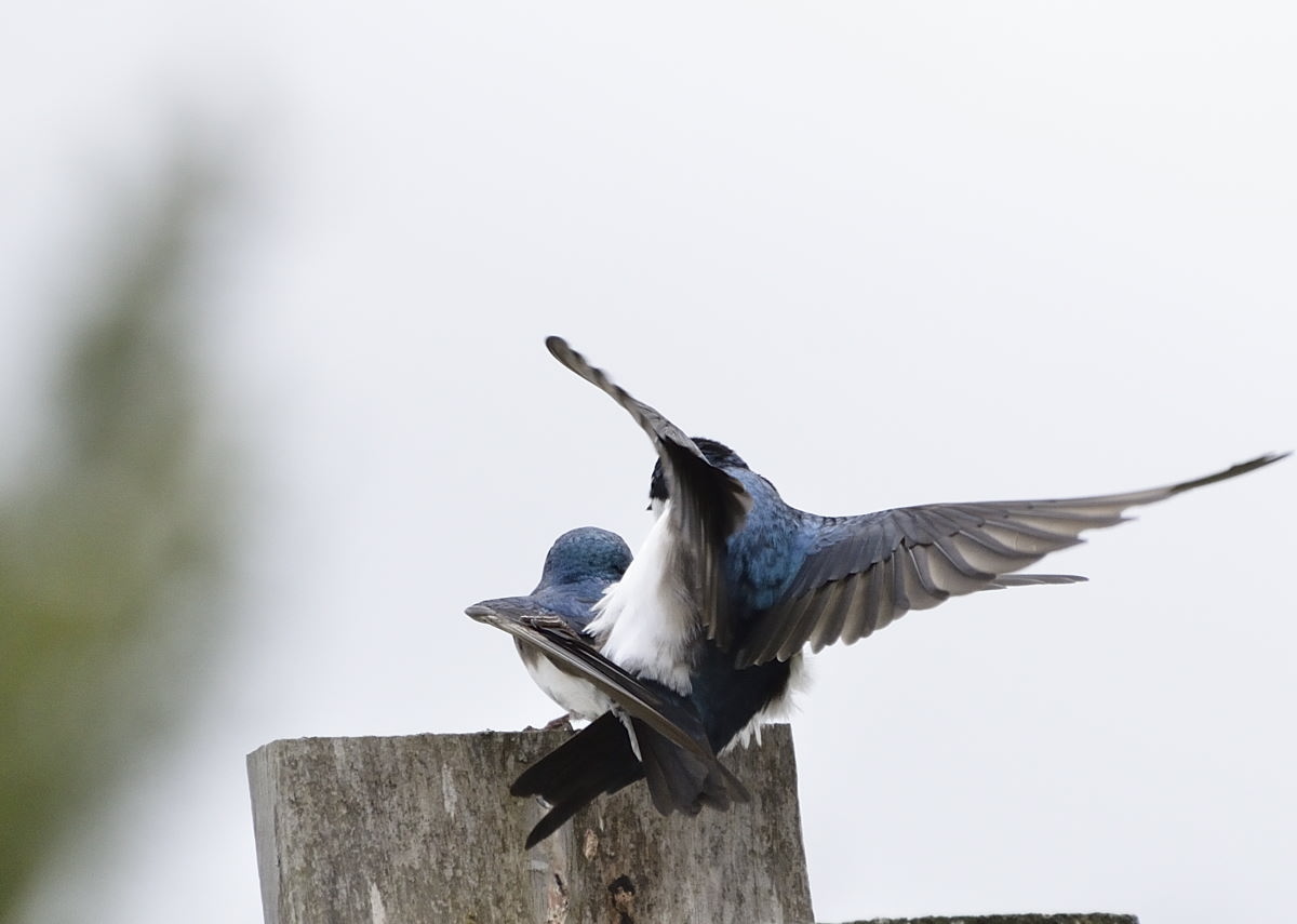 Katahdin, The Maine North Woods and Florida: Tree Swallows setting up ...