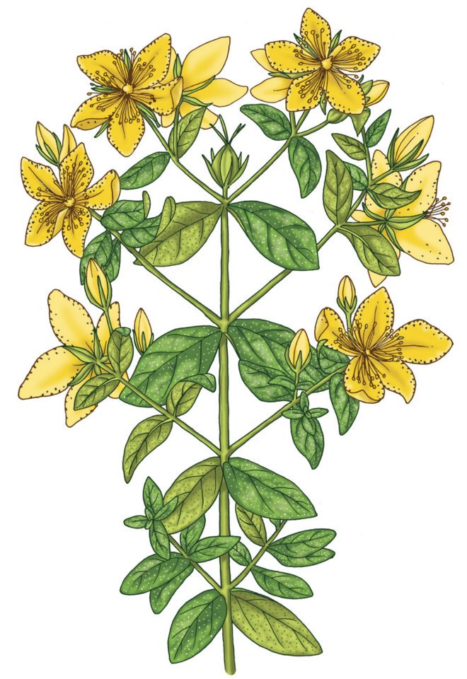 Srdjan Stamenkovic's ILLUSTRATIONS: KANTARION - Hypericum perforatum