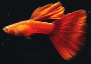 Fresh Water Fish Keeping: Guppy Fish