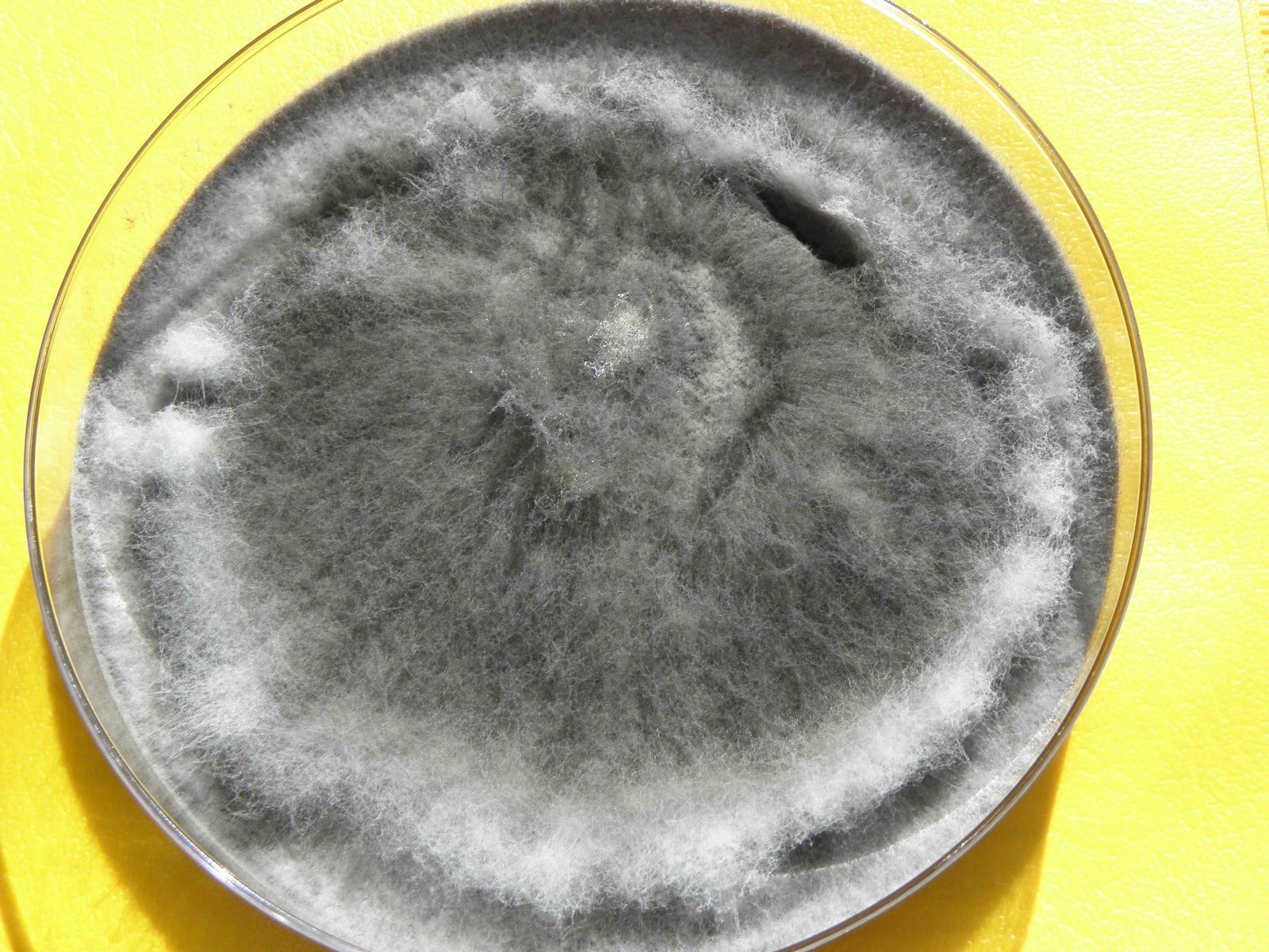 ATLAS MICOLOGIA: SCYTALIDIUM DIMIDIATUM (Neoscytalidium dimidiatum)