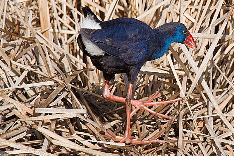 Salvemos Las Tablas: Calamón común.