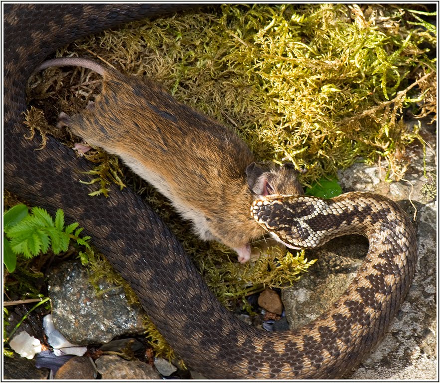 TOM DYRING WILDPHOTO / NN: VIPER SWALLOWING A PREY