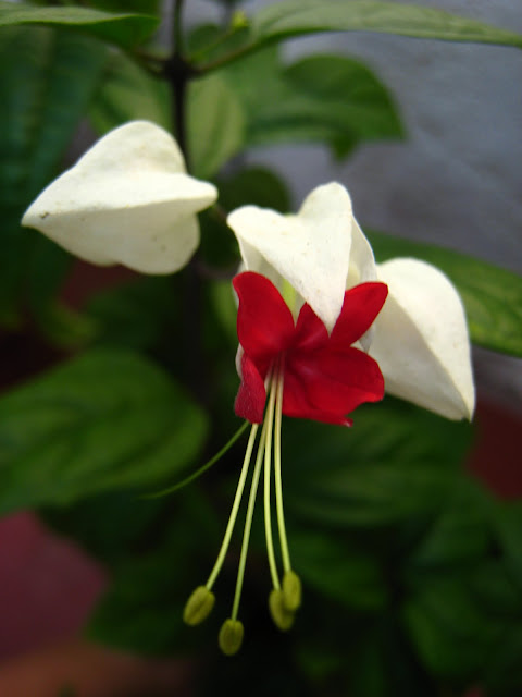 Flor Bella a las Once