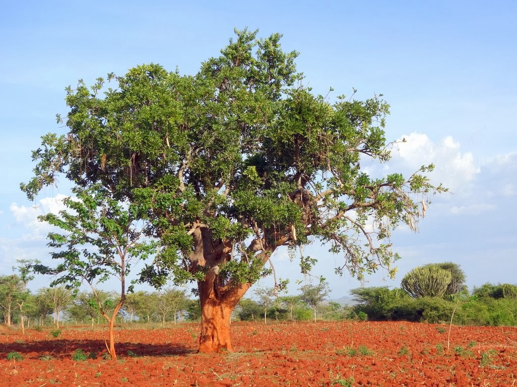 SETHiopia: Tree Profile: Kigelia Africana