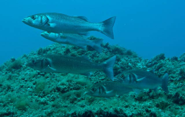 Peces y plantas ornamentales: Dicentrarchus Labrax - Lubina