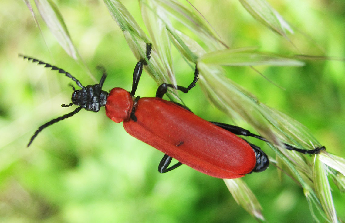 Four Beetles From Summer | Naturally