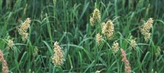 Pasto azul "Dactylis glomerata": Características del Pasto azul