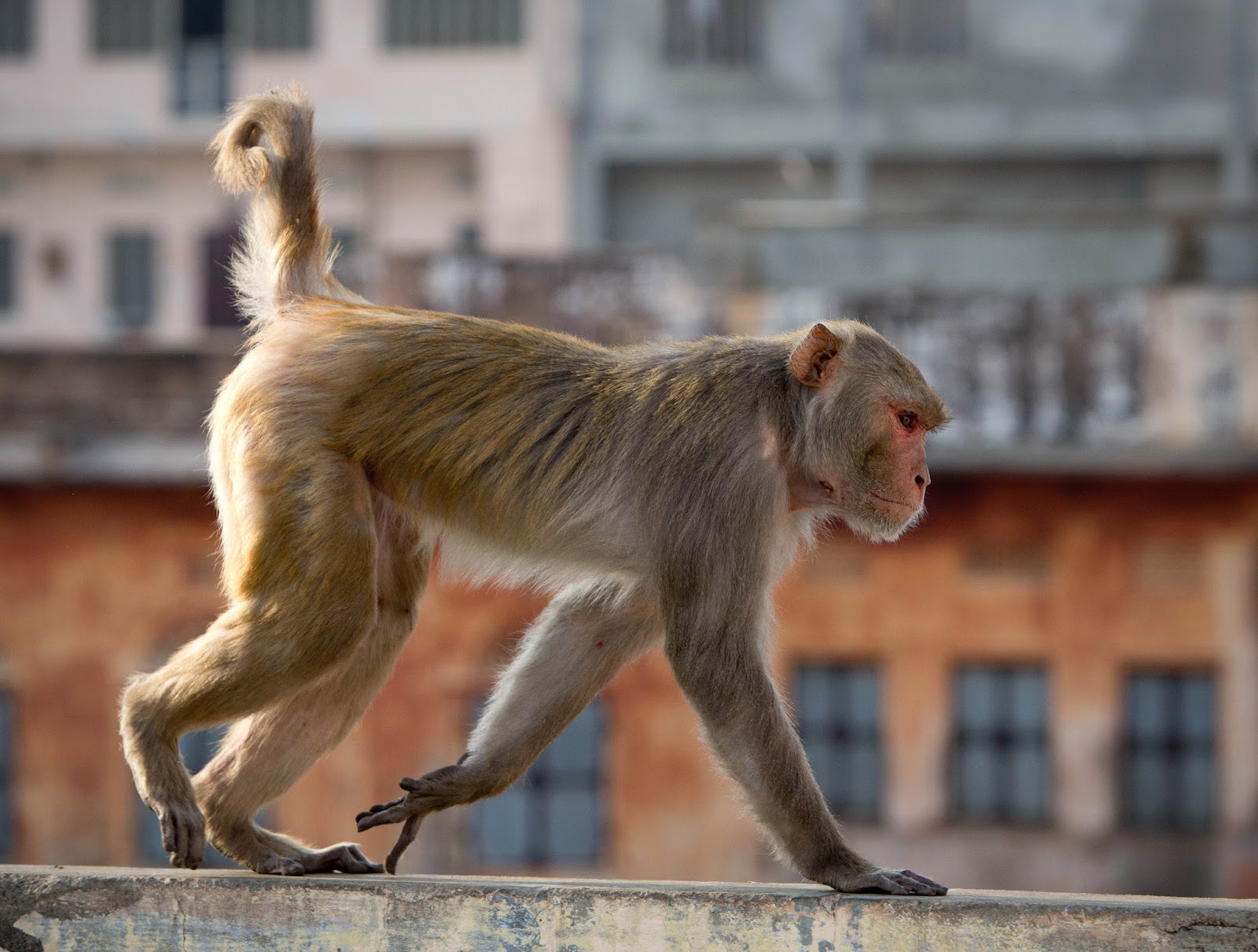 Discovery anuncia estreno de la épica serie Planeta Tierra II - TVCinews