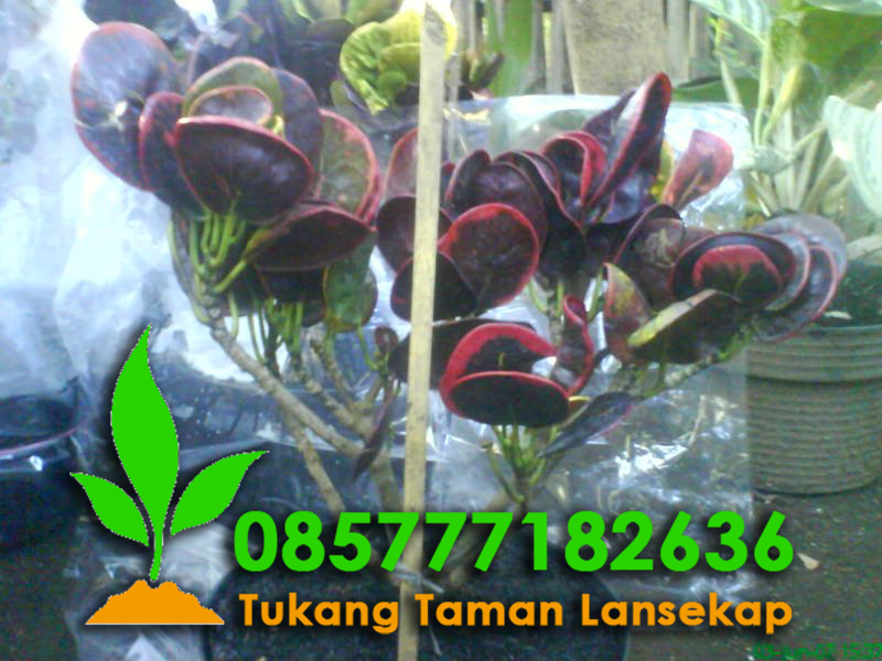 JUAL TANAMAN PURING | MACAM-MACAM POHON PURING | JENIS TANAMAN PURING ...