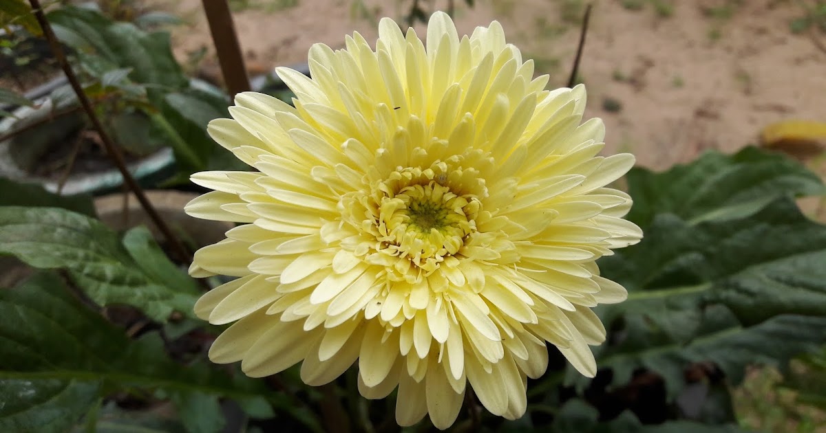 Gerbera -yellow