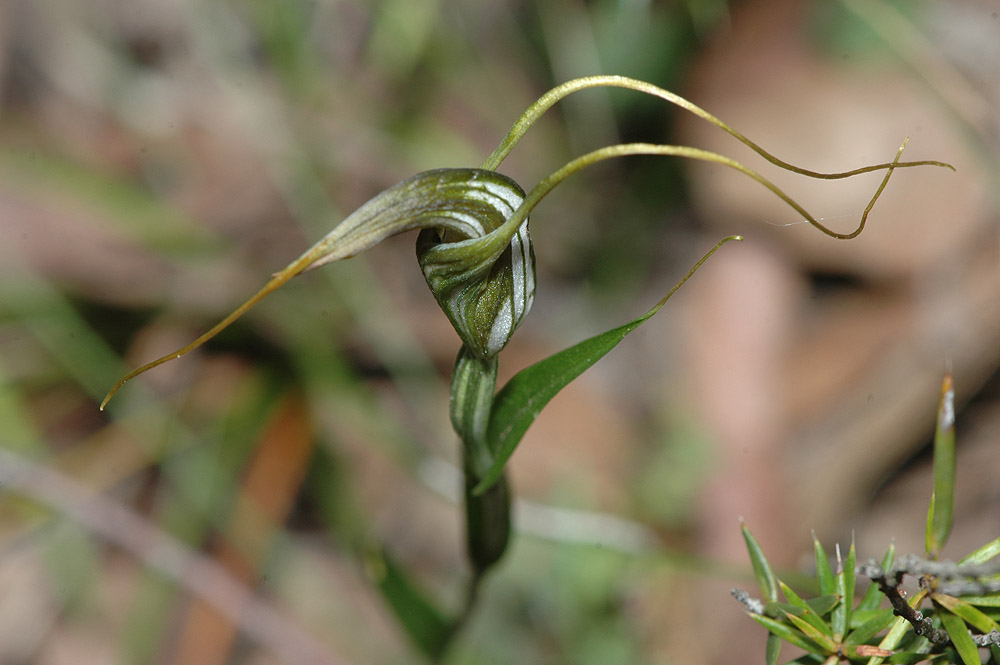 The Nature of Robertson: "Little Dumpies" also at Bungonia