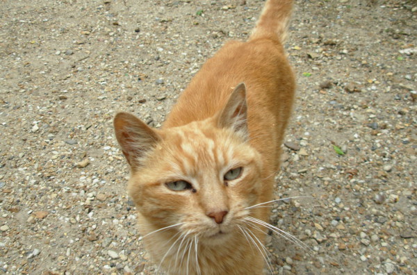 Art et glam: La beauté du chat roux