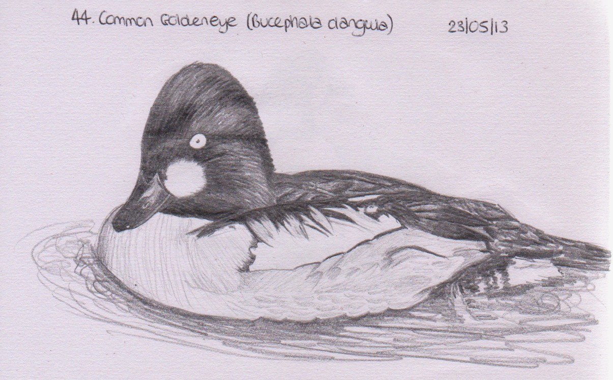 Learn.Draw.BIRD.: May 2013