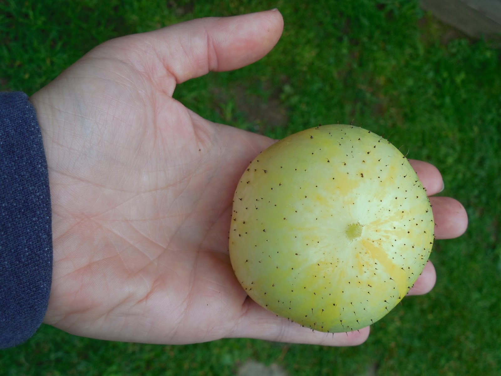 Share it! Science : Glimpse of the Garden: Week 22, Lemon Cucumbers