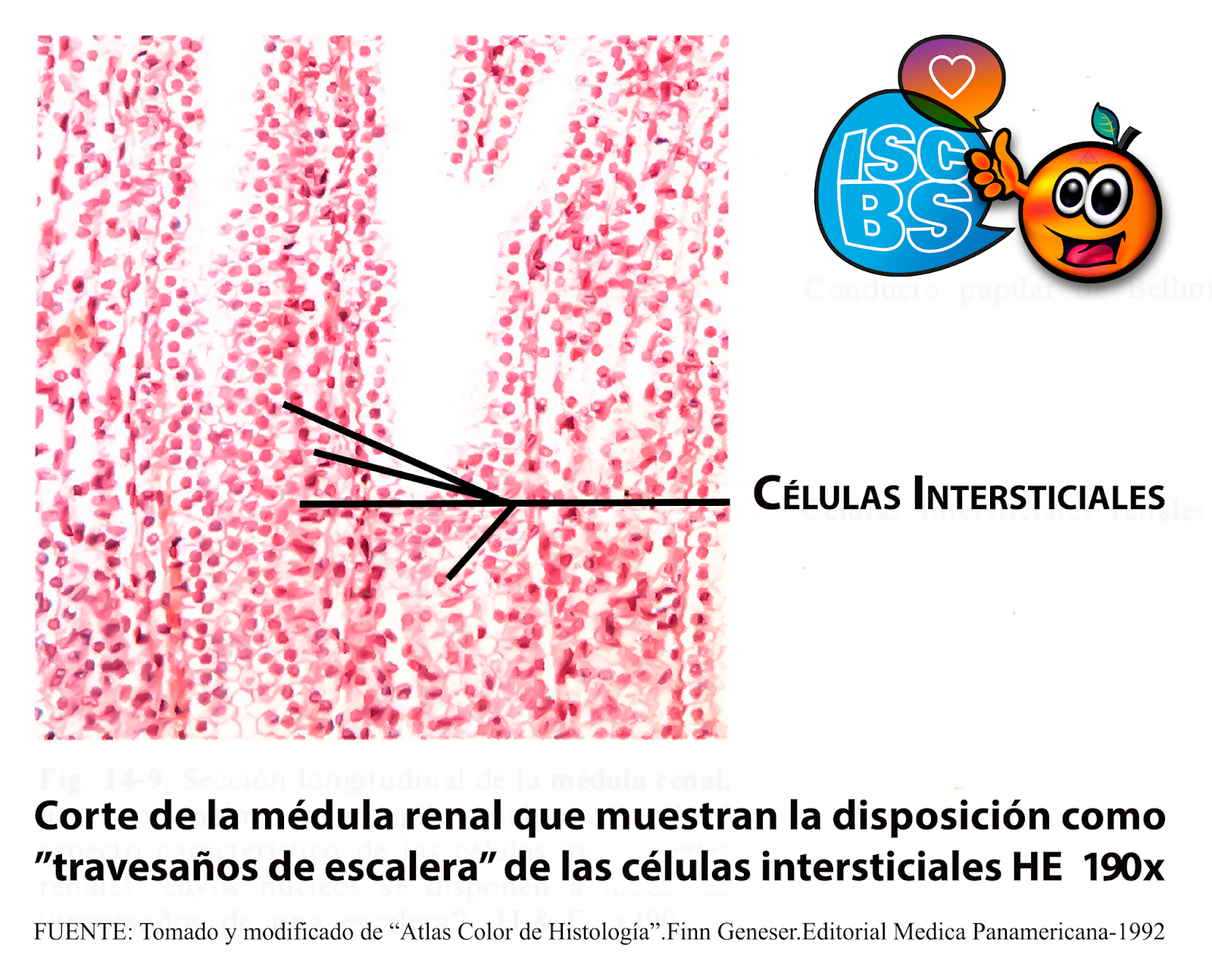 ¿Qué es el Intersticio renal?