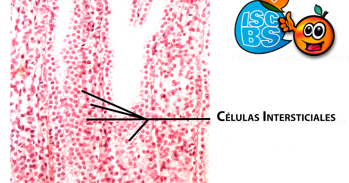 ¿Qué es el Intersticio renal?