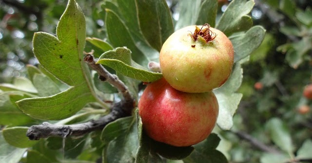 ACEROLO: Crataegus azarolus | Plantas rioMoros