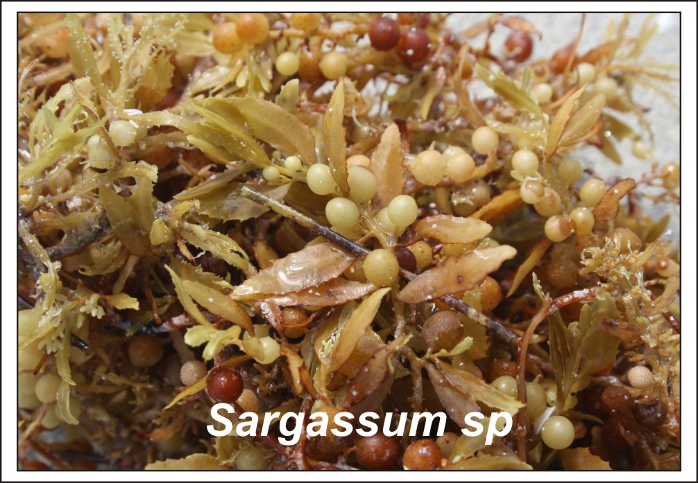 Rumput Laut Yang Dibudidayakan di Indonesia - Lalaukan