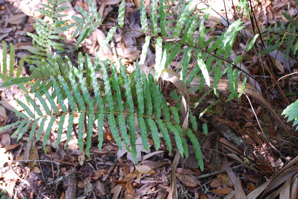 Space Coast Wildflowers: Erna Nixon Park, February 9, 2011
