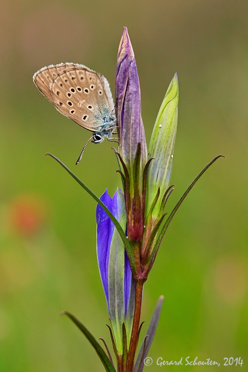 Gerard Schouten Nature Photography: Alcon Blue