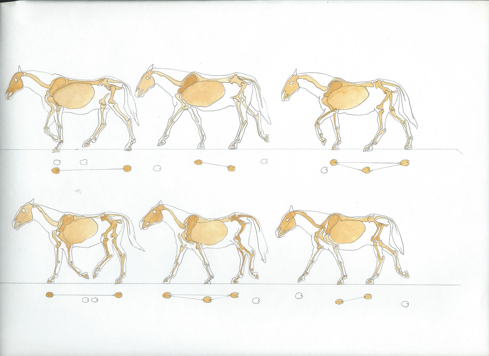 horsepower: Horse anatomy and movement