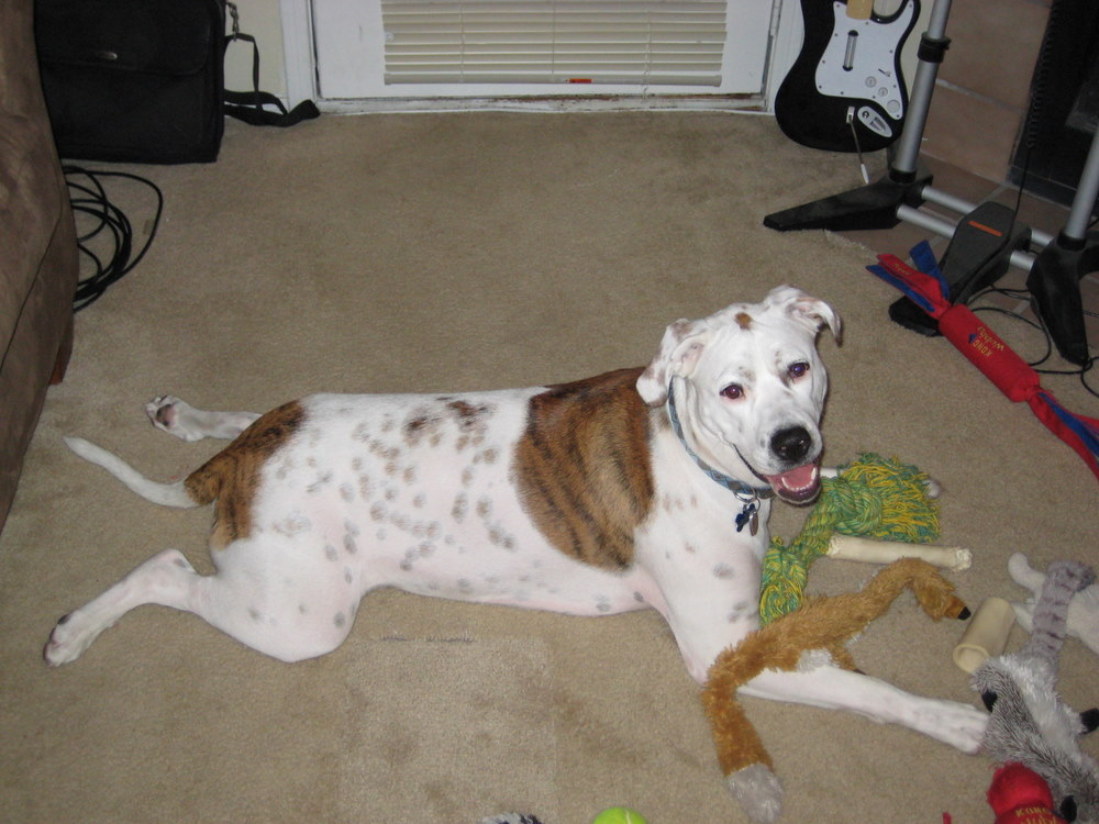 Pit Bull Frogs: Pit Bull Frog Photos