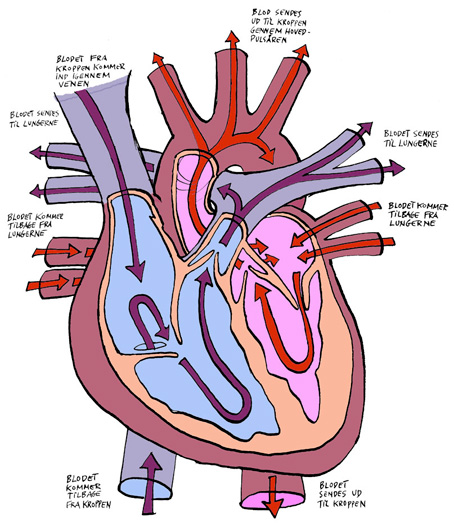 Forstanderens Klumme