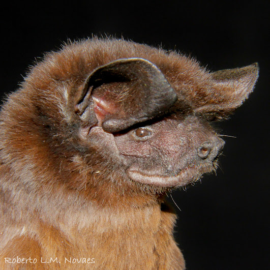Morcegos do Brasil: Eumops maurus