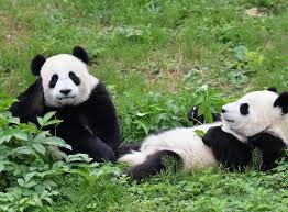 Elements of Panda Language Decoded, Chinese Team Says