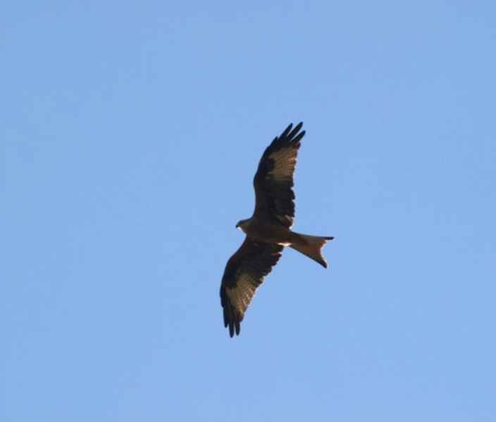 Ptaki naszych terenów: FOTO ATLAS PTAKÓW