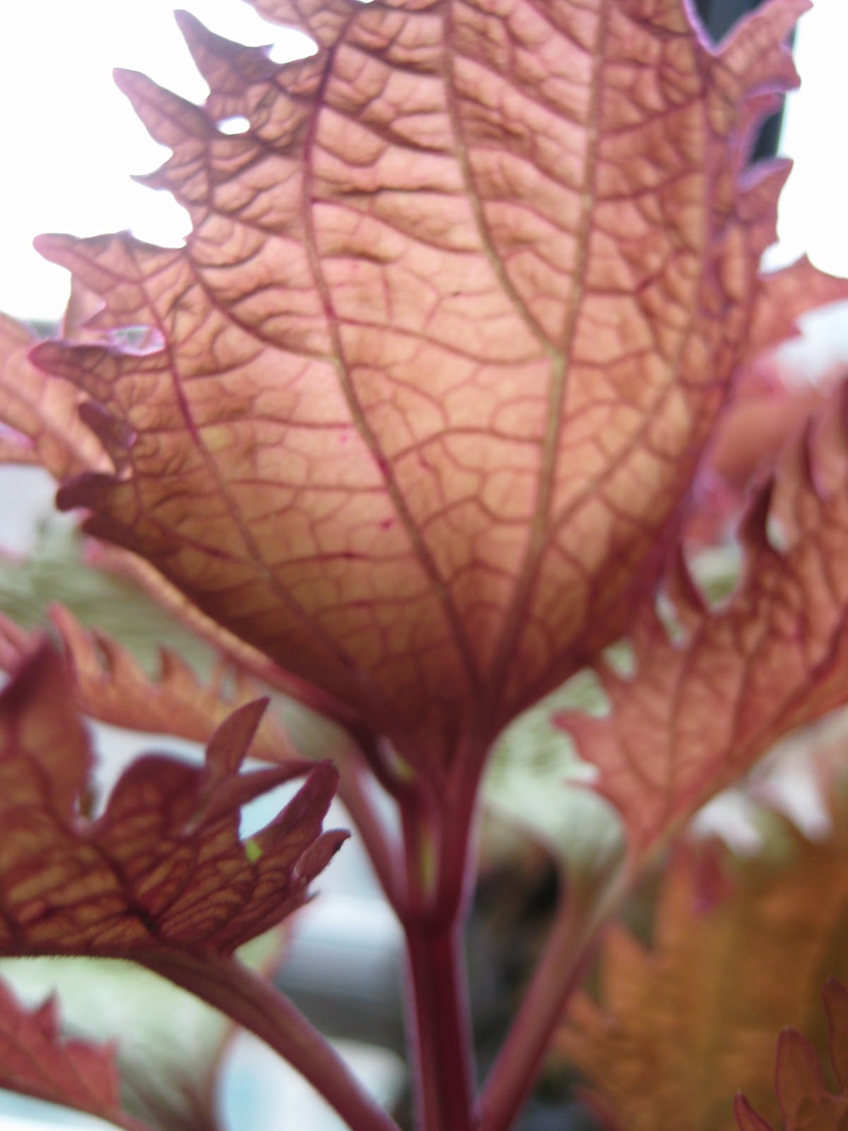The Tattooed Gardener: Coleus... "Under the Sea" Collection... Making a ...