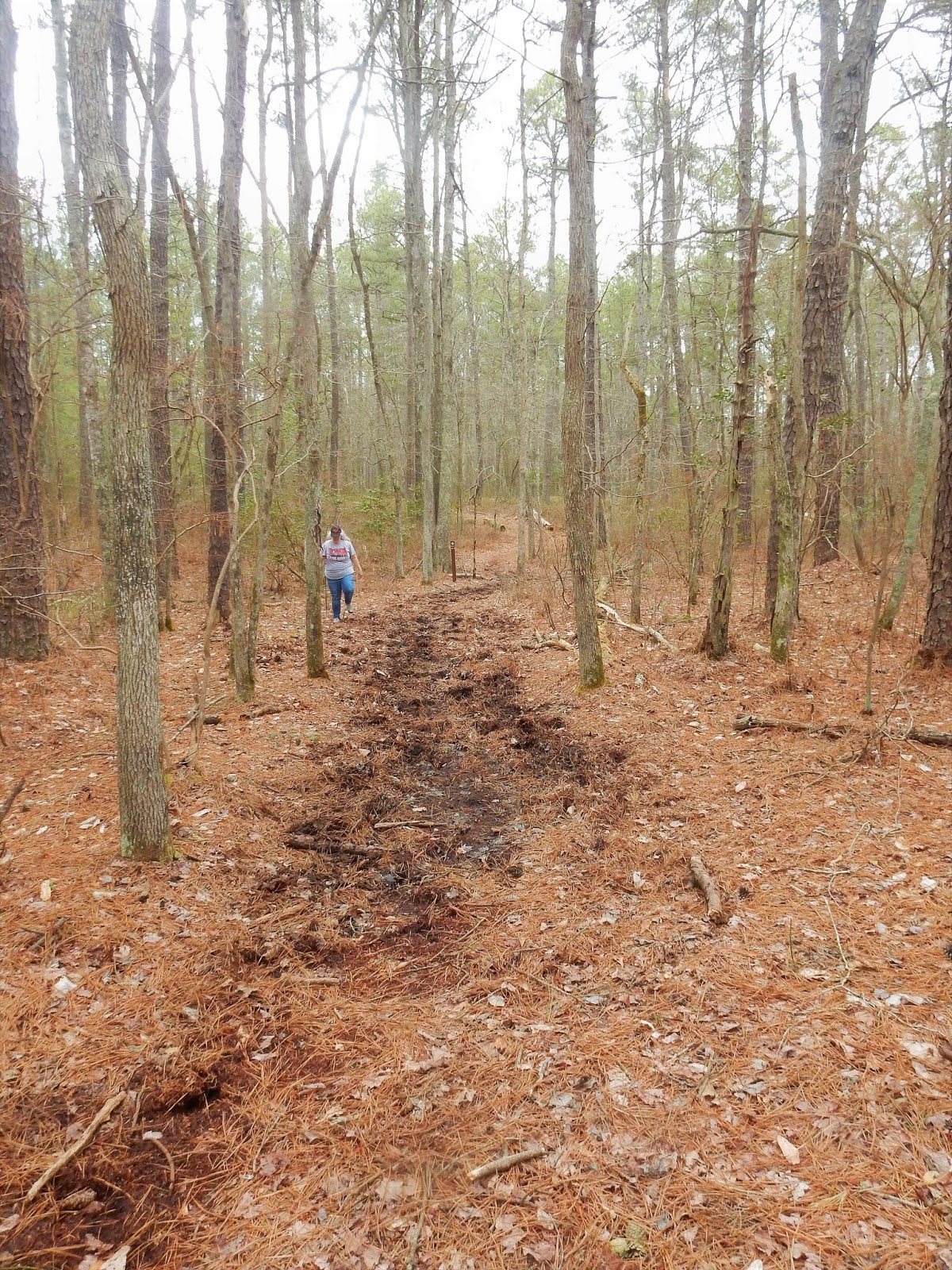Natural Mid-Atlantic : MD Pocomoke State Forest, Algonquin Cross County ...