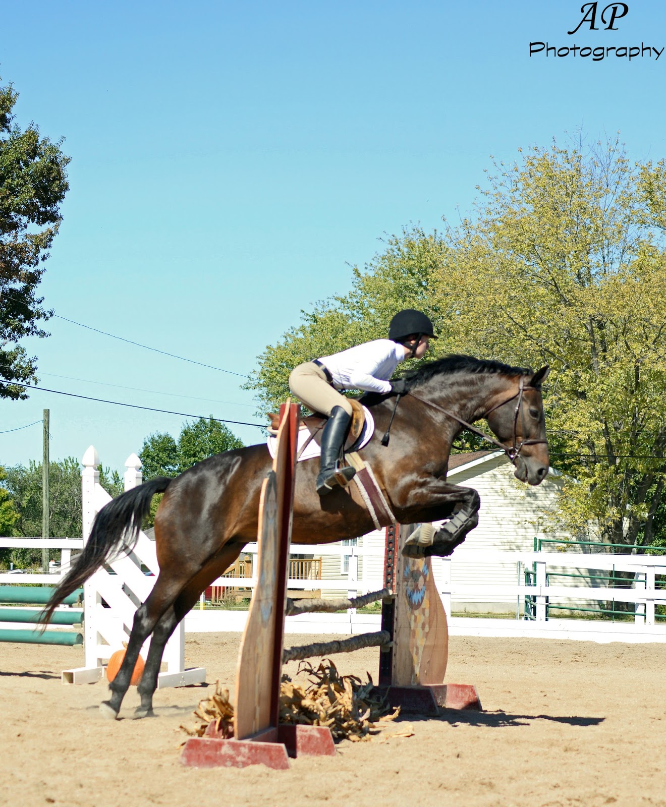 Friends at the Woods: WWU Hunter/Jumper Derby Friends at the Woods: WWU Hunter/Jumper Derby