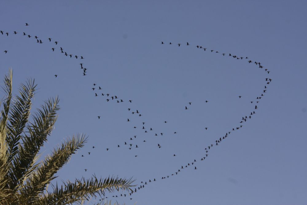 Birding Sudan: Glossy Ibis migration along the White Nile