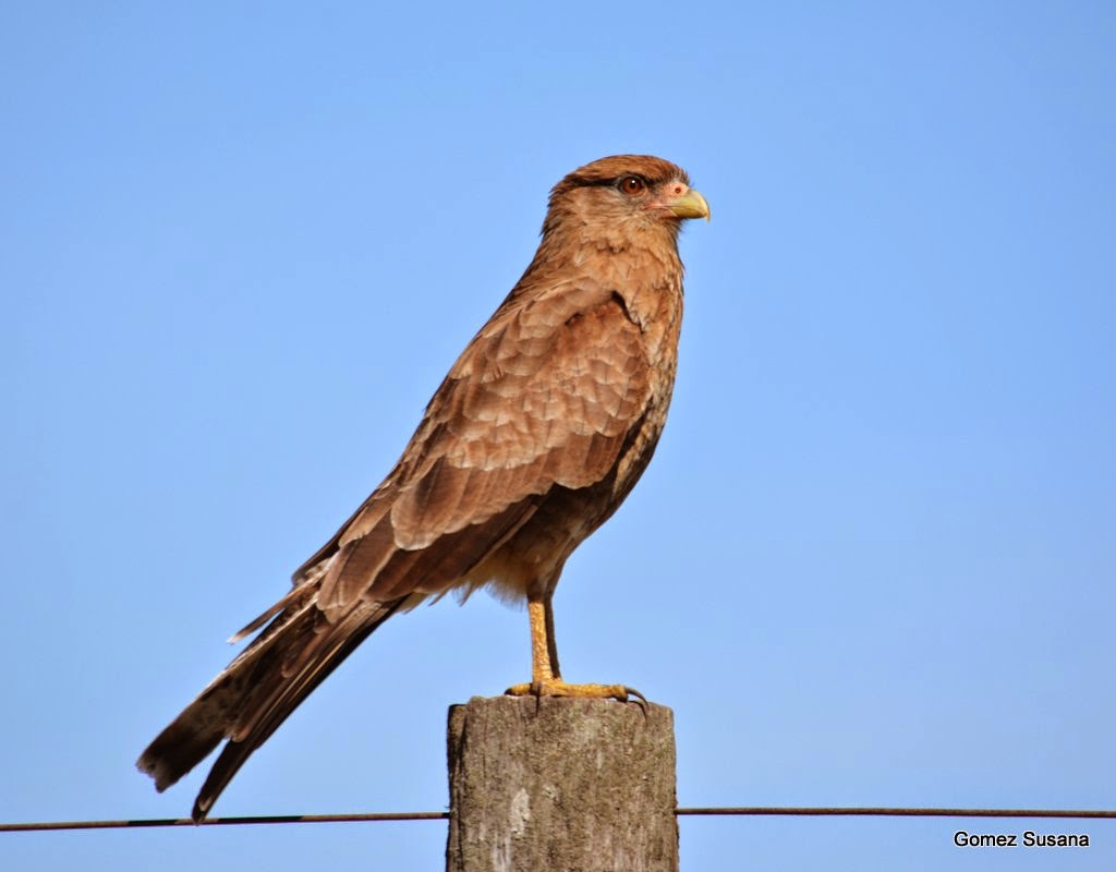 Aves de Lobería.: Chimango (Milvago chimango),