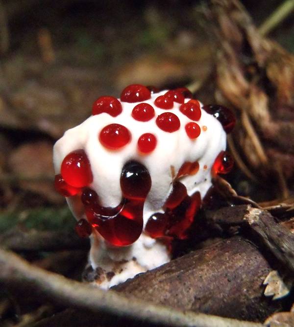 99 WOW: Bleeding Mushroomالفطر (عش الغراب) النازف