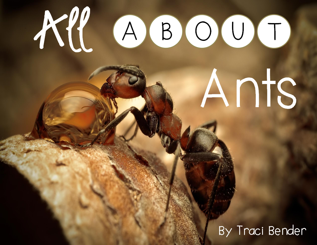 The Bender Bunch: Field Trip & An Ant Study