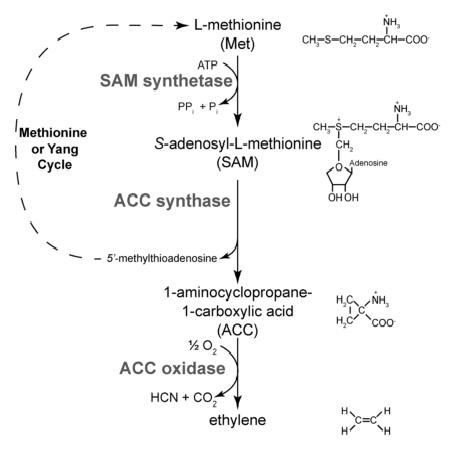 Ethylene Biosynthesis Pathway: Part 03
