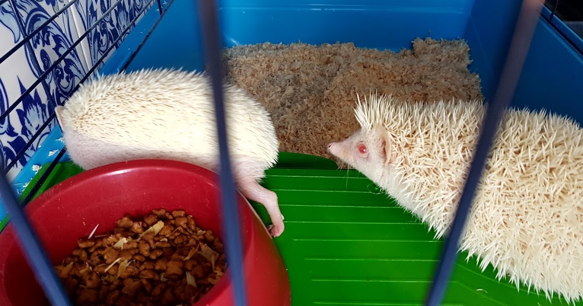 Animal breeding center: Animais para venda