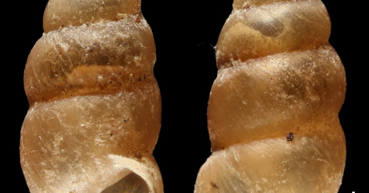 Variety of Life: Pupoides