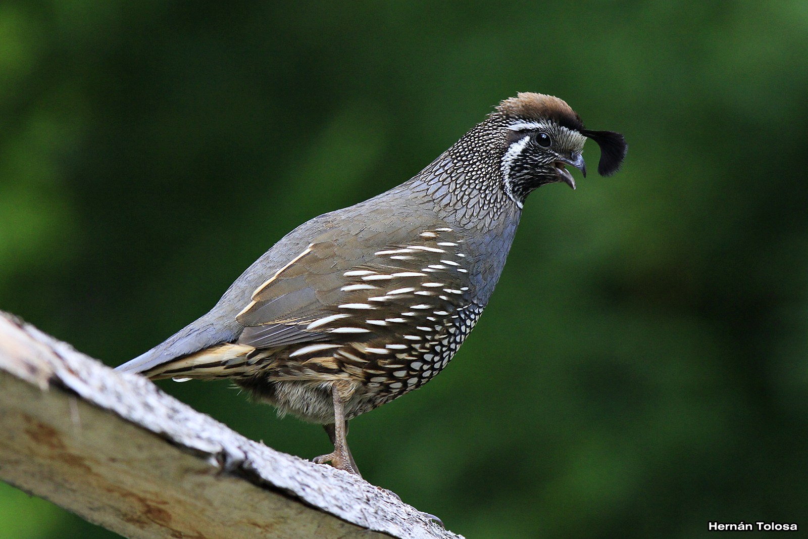 Patagonia: Familia de codornices