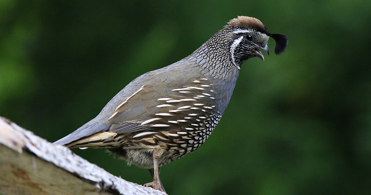 Patagonia: Familia de codornices