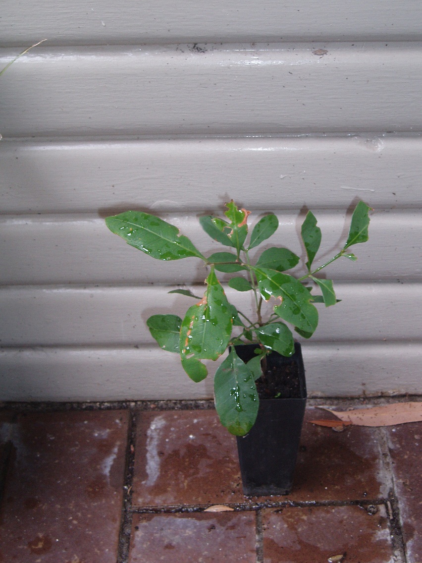 Try growing: your own rainforest | Growing Illawarra Natives