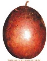 CASA TALLER DE ARTESANIAS MANOS CREATIVAS: EL TOTUMO