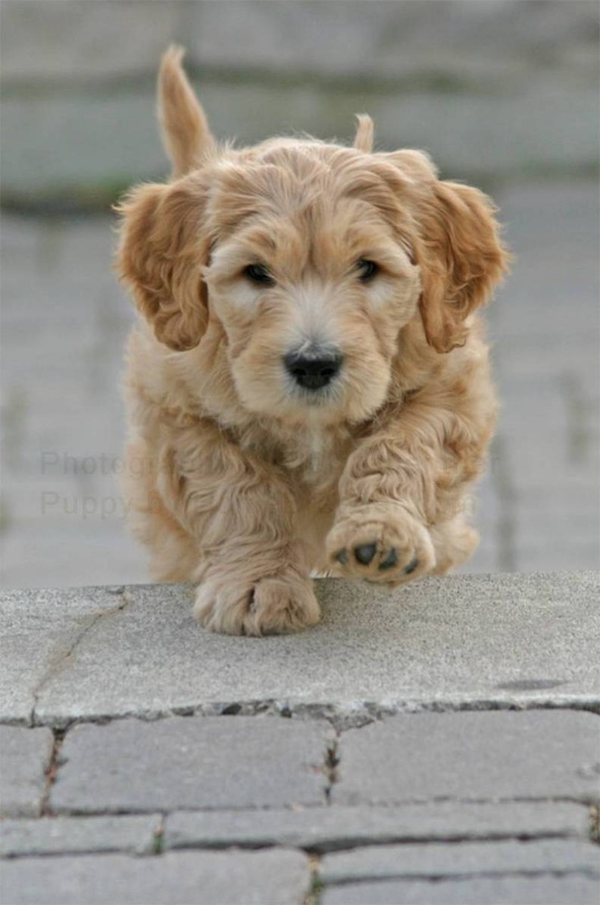 Curiosidades del Mundo: Curiosidades - de los Perros.